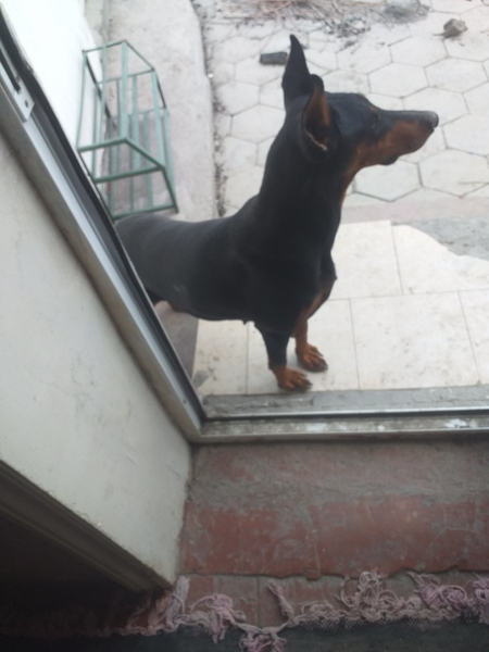 doberman zoti toza