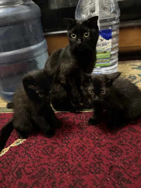 Британский котенок