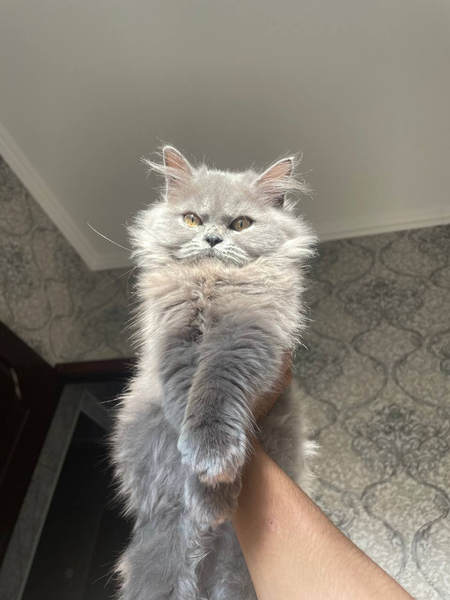 Британский длинношерстный кот