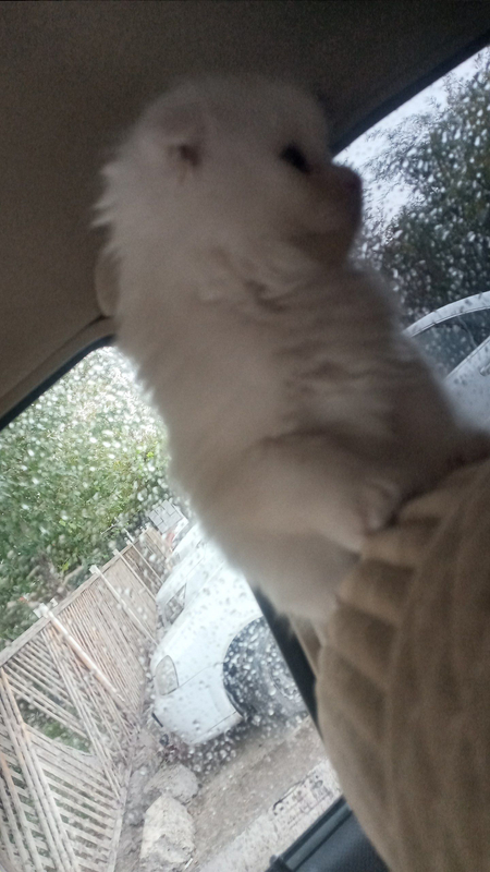 Продается котёнок