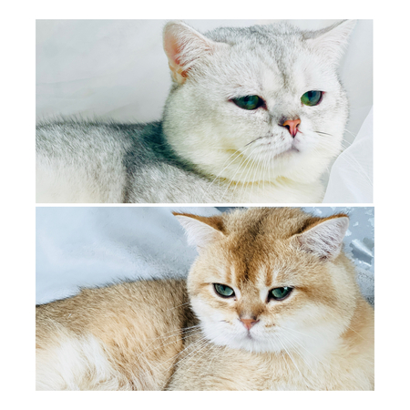 Шикарный кот серебристая шиншилла