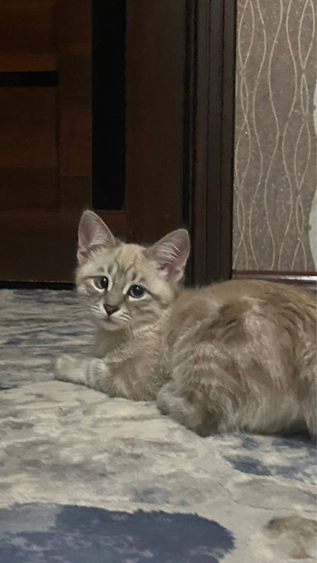 Mushukcha sotiladi
