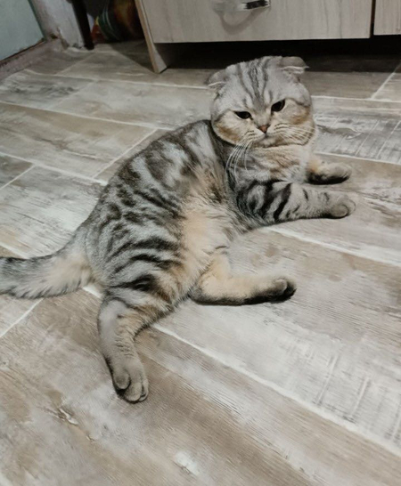 Продаются Котята !!