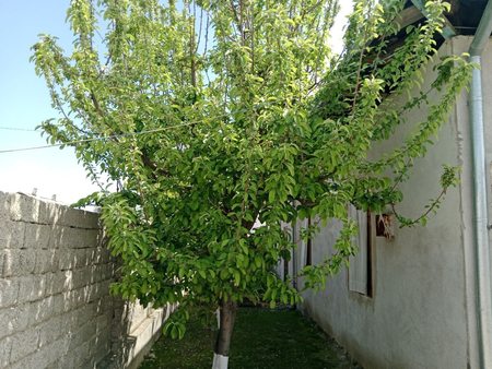 Quy chirchiq tumani tashaul