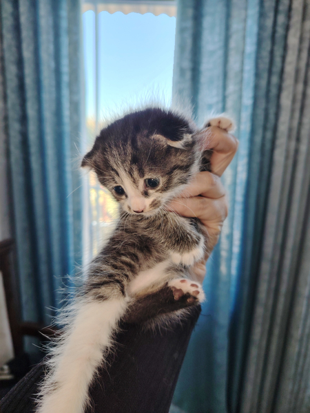 Вислоухий котёнок