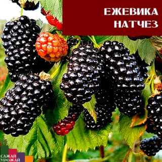 Сортовые Саженцы Ежевики Без Шипов