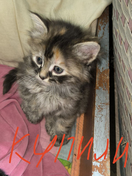 Котята продаются