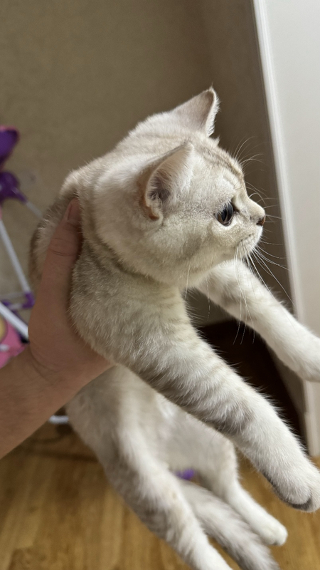 Шиншилла серебристая, котенок 5 месяцев