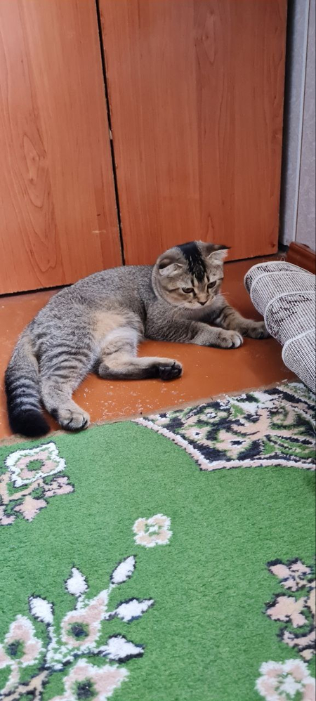 Котята скоттиш фолд