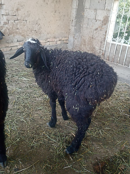 Shirboz barrachalar sotiladi.
