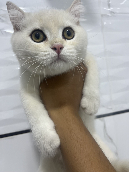 Продаю бенгальских котят и их маму