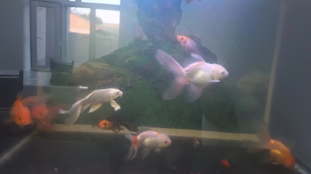 Akvarium Baliqlar sotiladi