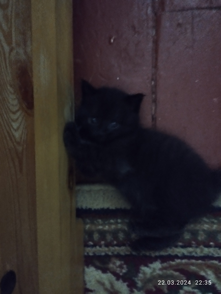 Продаются котята мама британская короткошёрстная.
