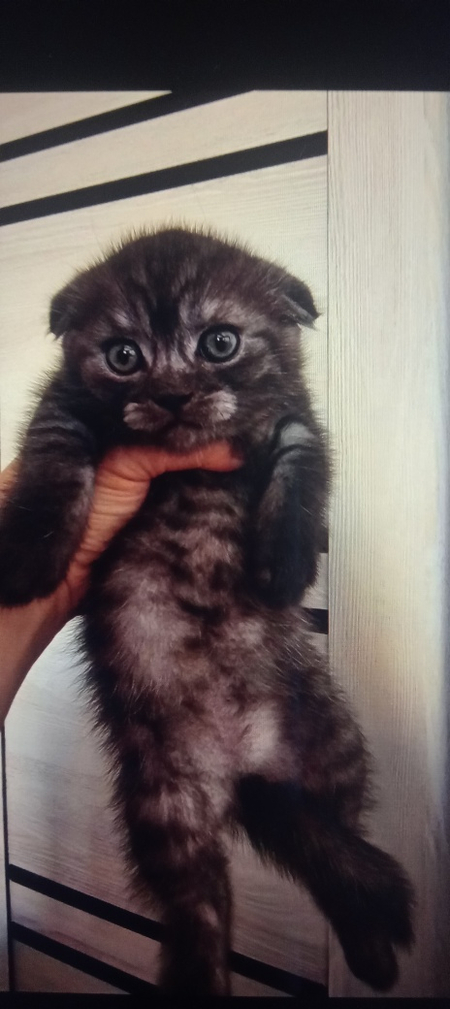 Продам котят от правельной вязки