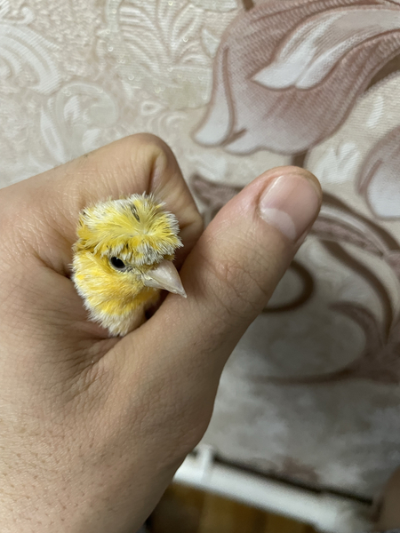 Модала сотилади 3-4 та бор