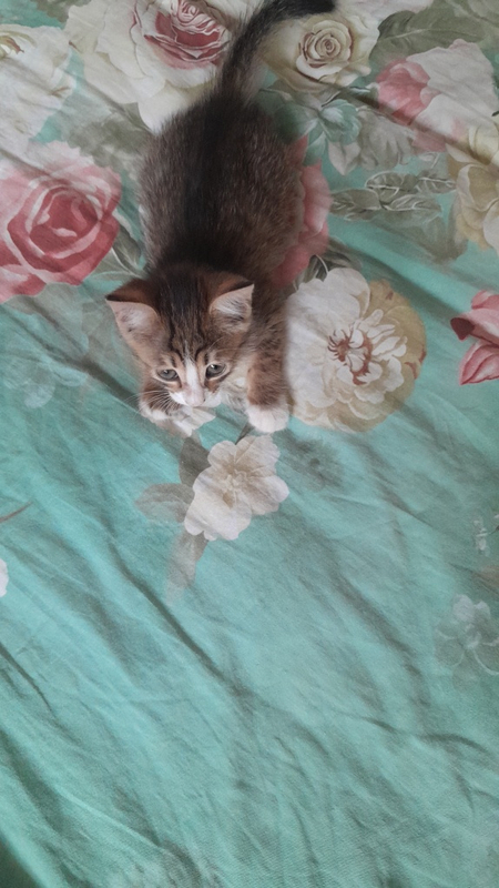 Котенок 2 месяца