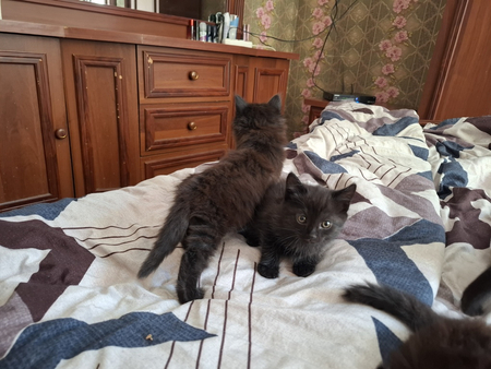 Отдам котят в хорошие руки