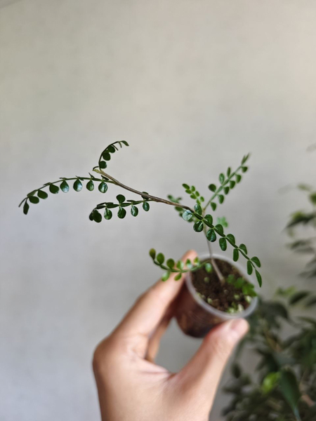 Operculicariya decaryi