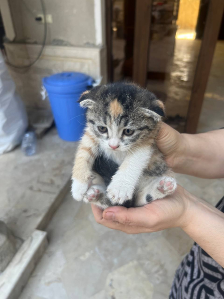 Котята/ мушукчалар