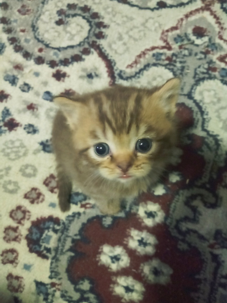 Шотландские месячные котята
