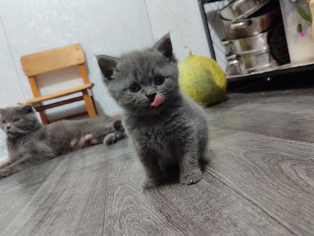 Продаю котят фолд и страйт