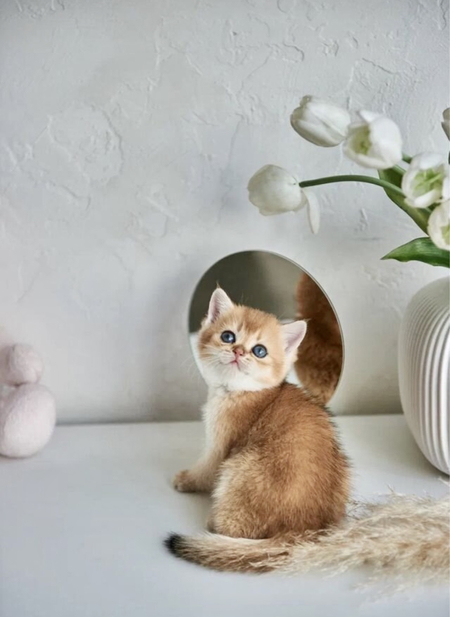 Котята золотые шиншилы