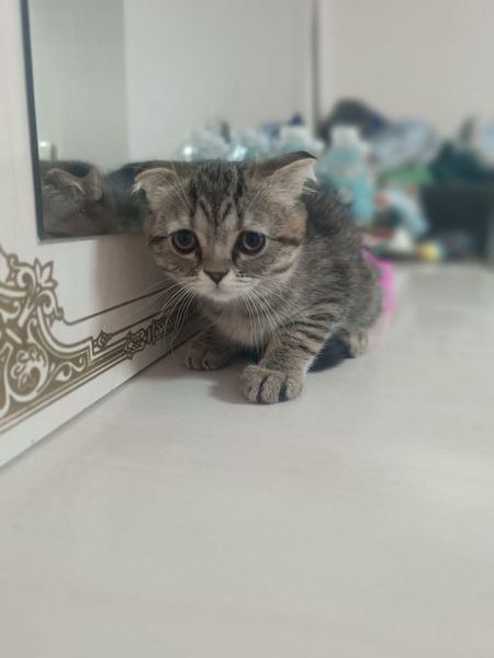 Катёнк пародистый