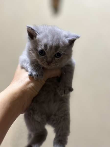 Продаются котята Скоттиш Страйт