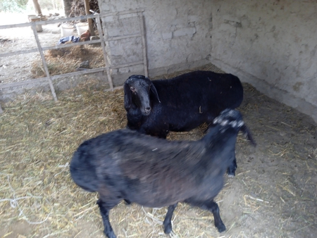 Yeb ichishiga javob