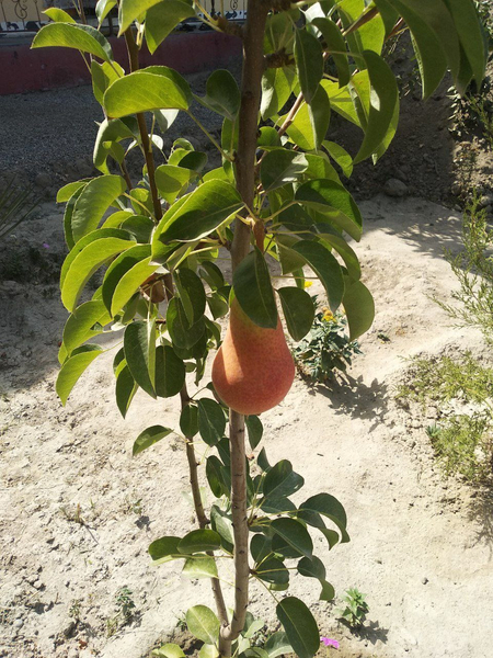 Koʻchatlar кучатлар