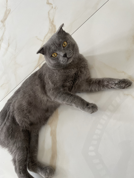 Кошка. Домашняя Британская