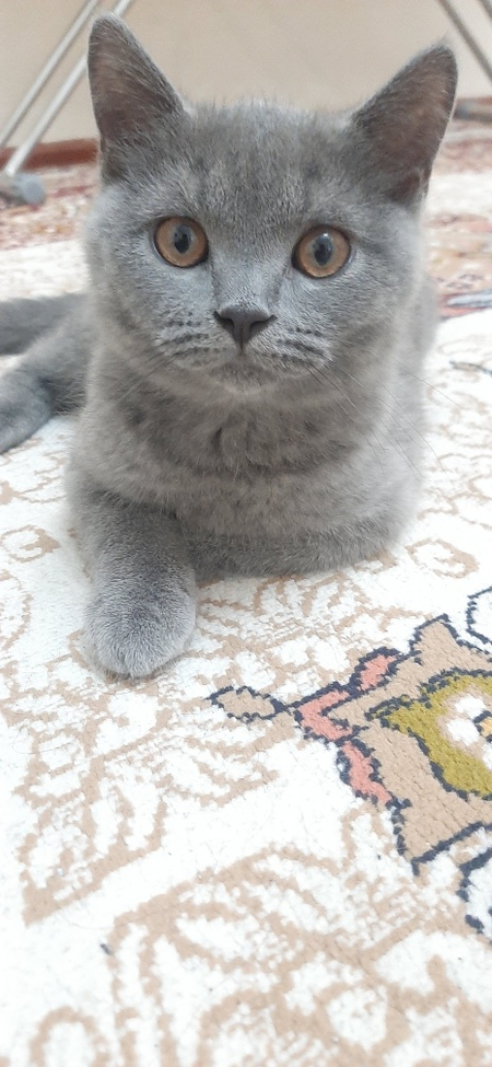 Britanskiy mushuk sotilvotti