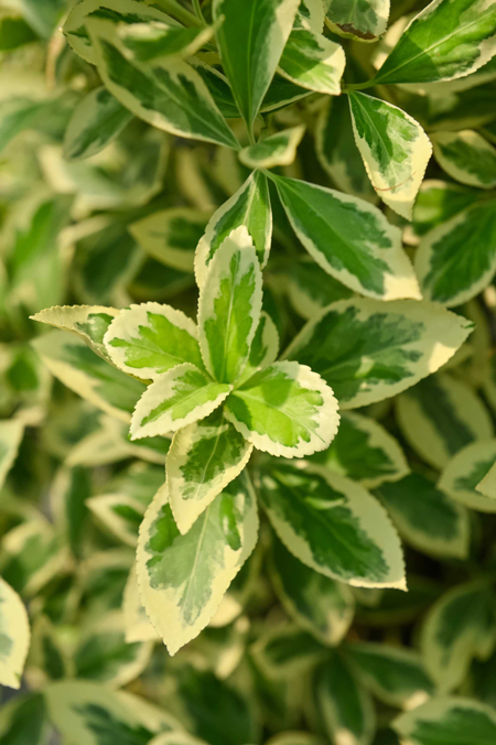 Бересклет японский \\\'Браво\\\' - Euonymus japonicus bravo