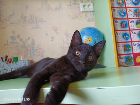 Очень красивый котёнок
