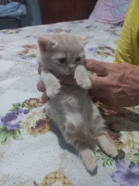 Продаются срочно Вислоухие котята Котишь фолд