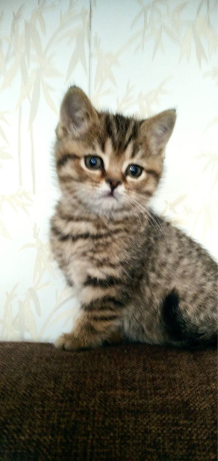 Котята чистокровные