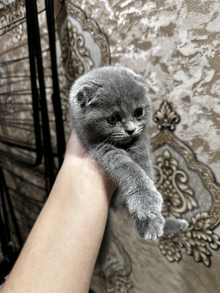 Шотландский кошка
