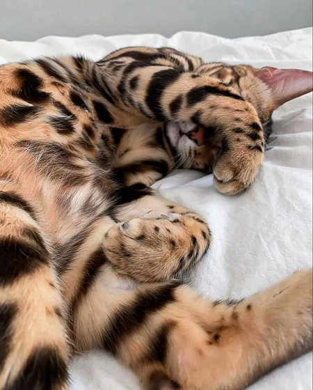 Bengalskaya devochka 3 mesyaca