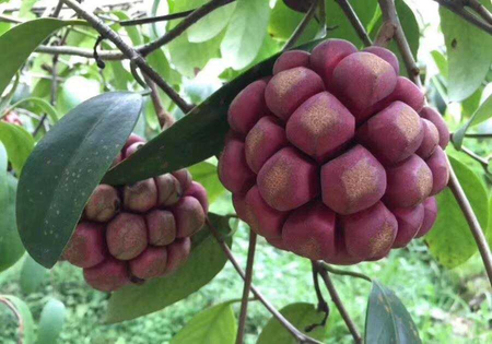 Kadsura cocconie kochatlari sotiladi sovuqga chidamli