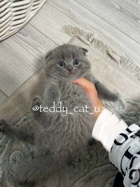 Клубные Тедди Элитте фолдики Чистокровные