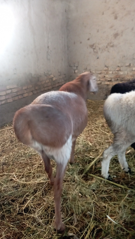 Arawan zotdar qochqor