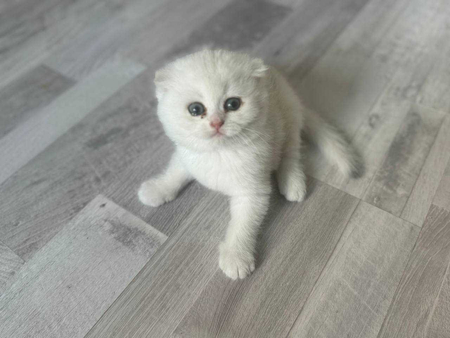 Супер котята шиншиллы