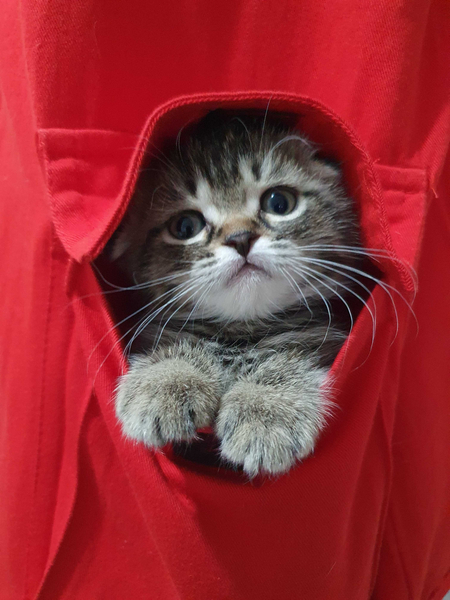 котята скоттиш фолд, страйт