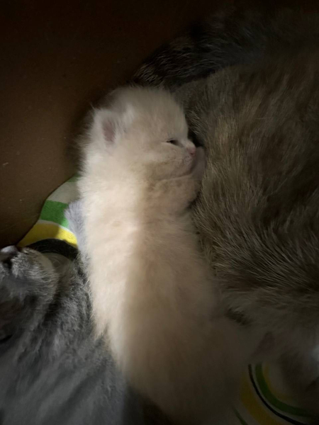 Котята Скоттиш фолд - Scottish Fold