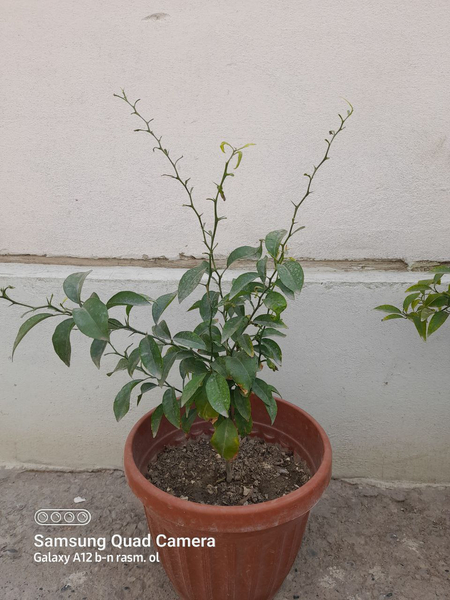 Dorivor aloe gullar  va limon kochatlar sotiladi