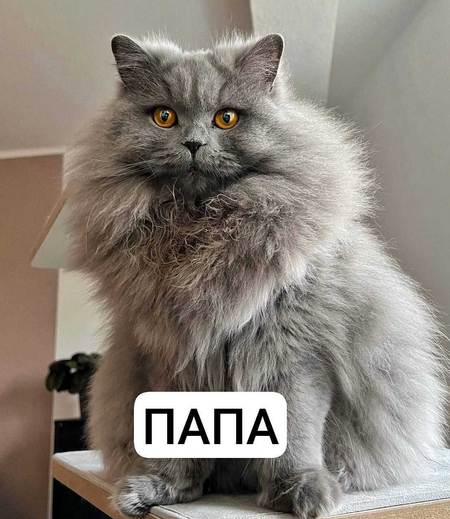 Пародистые котята Папа