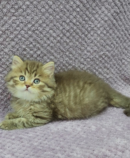 Шотландский скоттиш страйт
