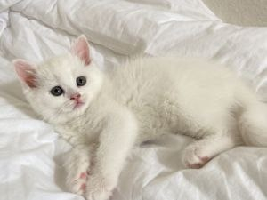 Продам котят фолд,страйт