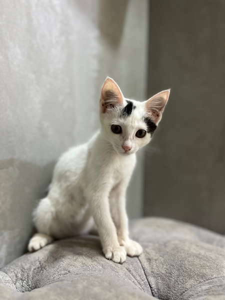 Котёнок Отдаём Даром