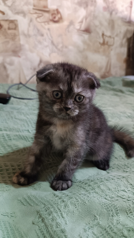 Котята породы фолд